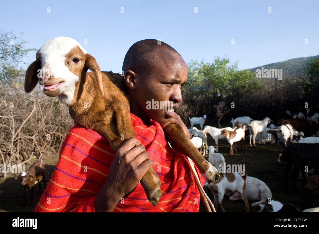Maasai tribe in Kenyafarming, farm, agriculture, goat, goats, sheep ...