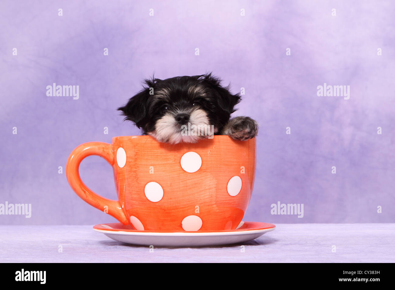 One mongrel dog puppy hi-res stock photography and images - Alamy
