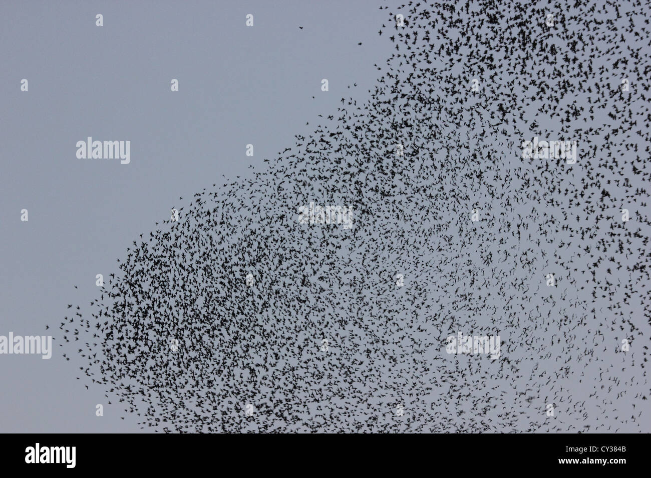 birds migrating, a beautiful sequence of birds migrating, Roma, Rome ...