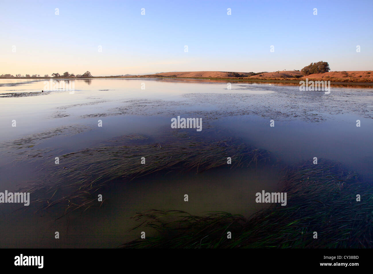 Elkhorn Slough, California Stock Photo - Alamy