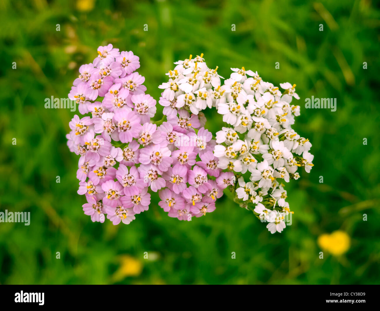 Pink yarrow herb hi-res stock photography and images - Alamy