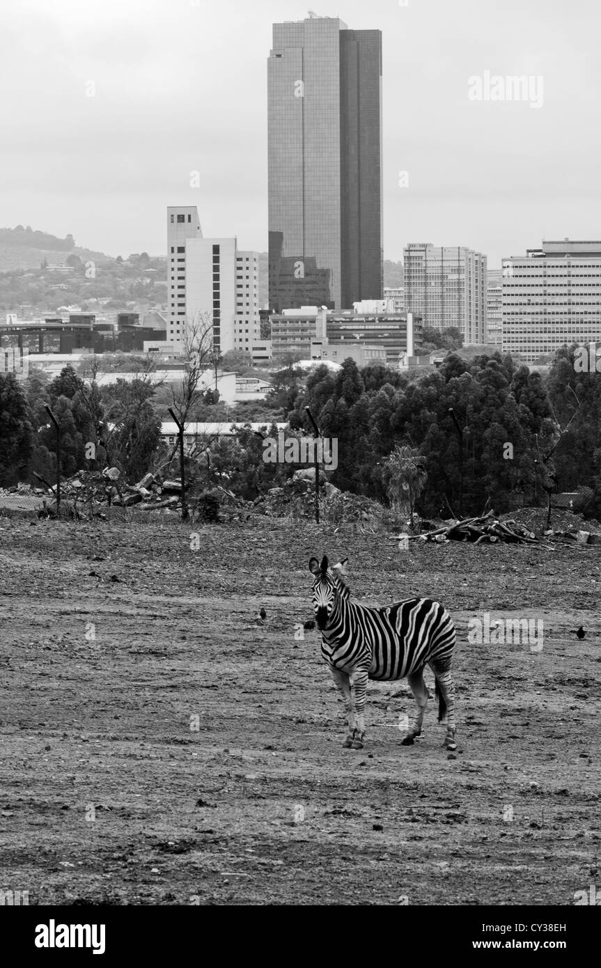 City of wildlife Black and White Stock Photos & Images - Alamy