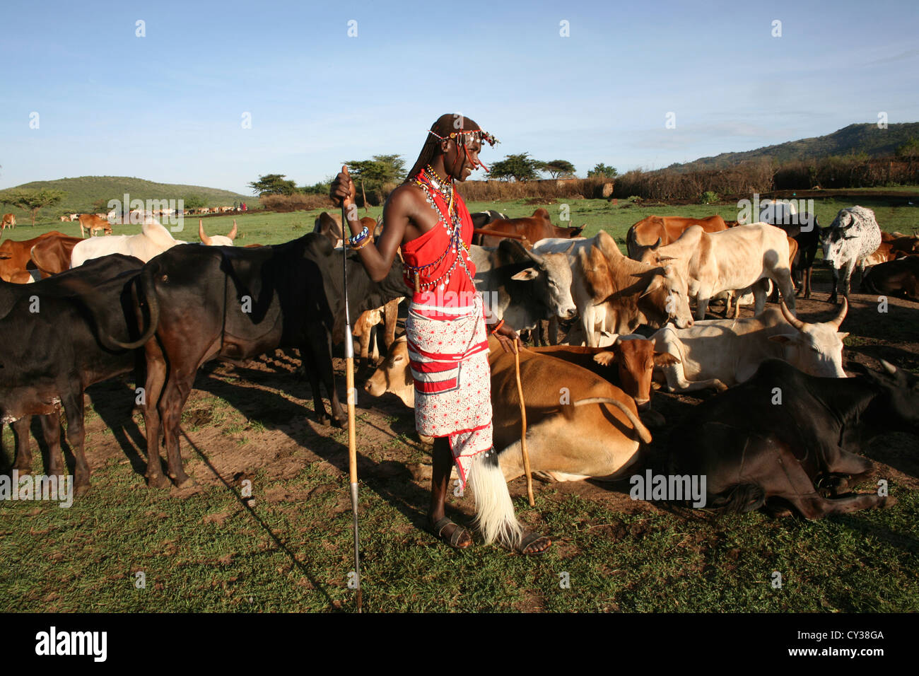 Kenya farm cows hi-res stock photography and images - Alamy
