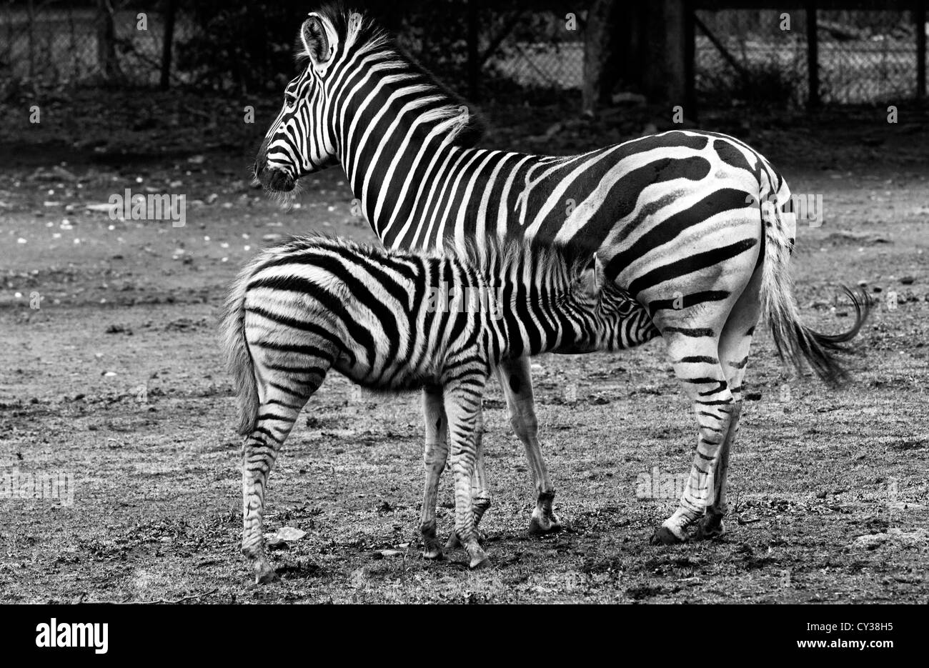 Zebra snack time Stock Photo - Alamy