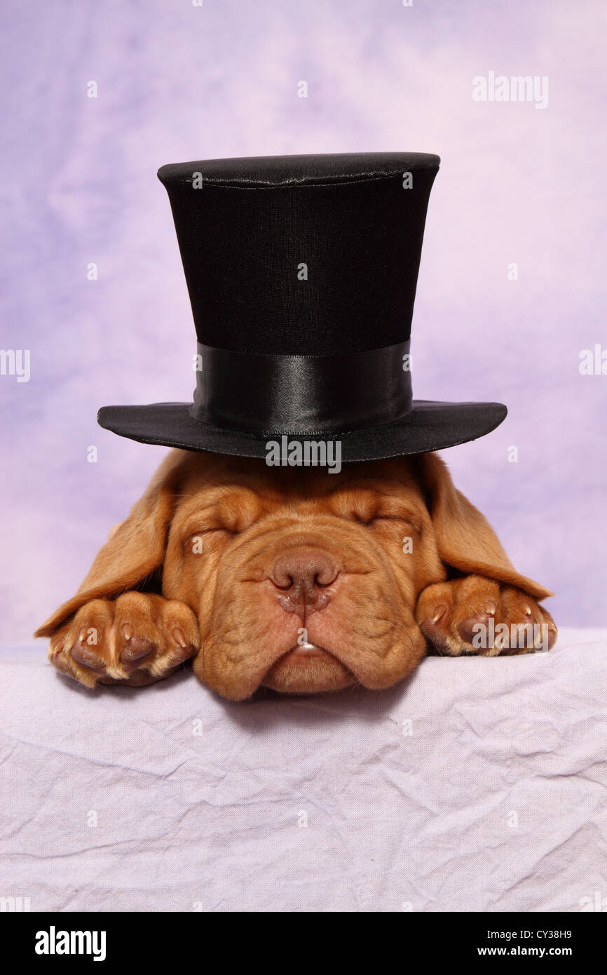 Dogue de Bordeaux Puppy Stock Photo - Alamy