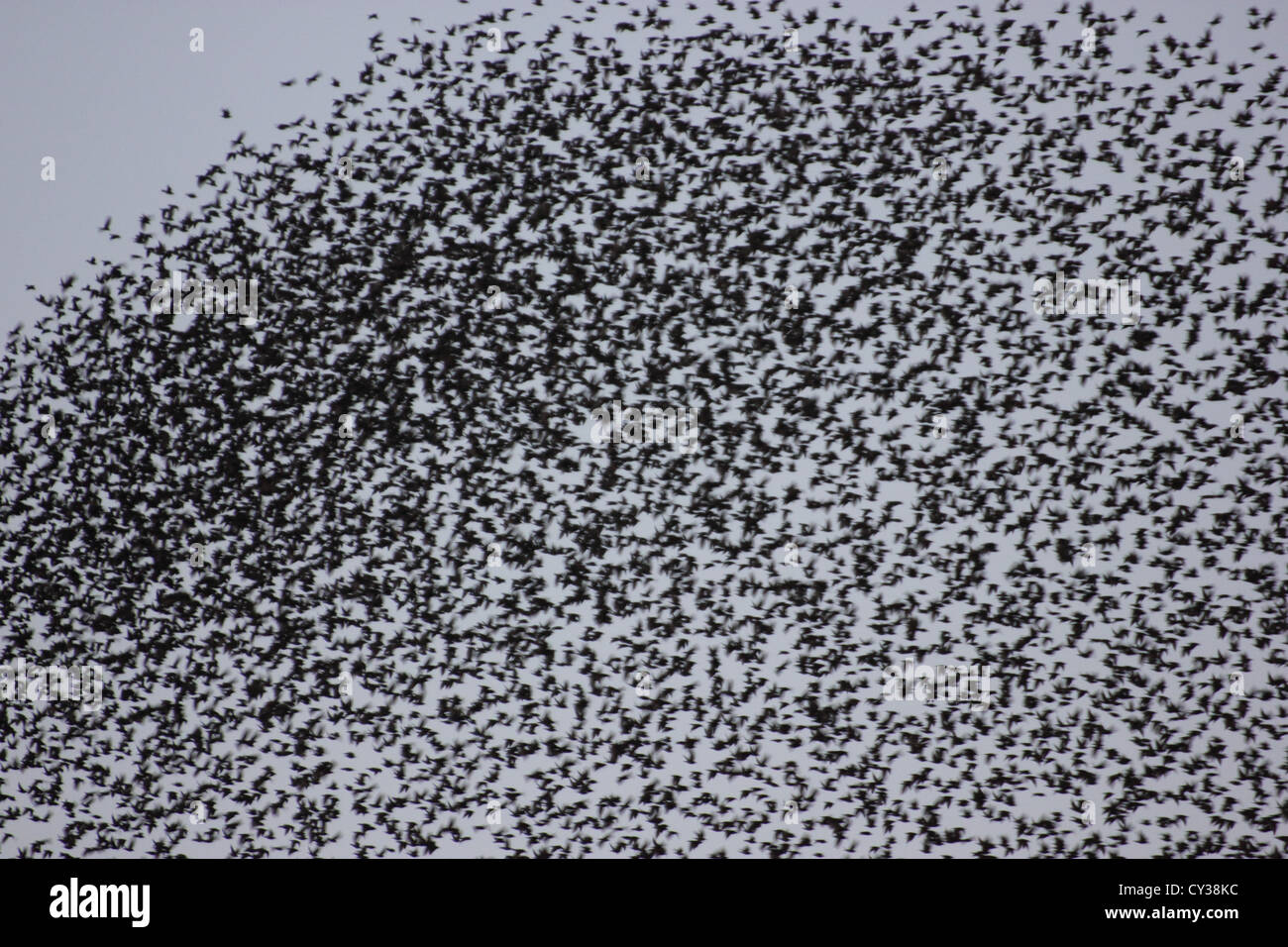 birds migrating, a beautiful sequence of birds migrating, Roma, Rome ...