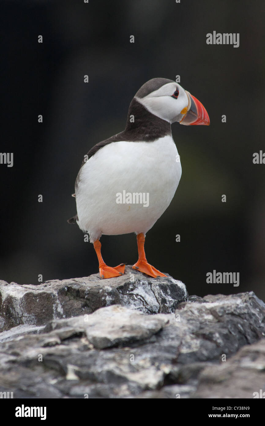 gmld1607 8930 Puffin fratercula arctica on Farne Islands off Seahouses ...