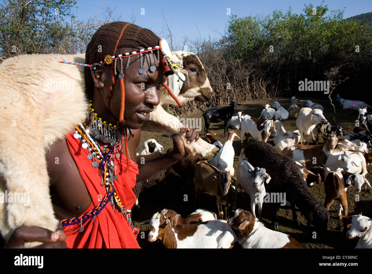 Maasai tribe in Kenyafarming, farm, agriculture, goat, goats, sheep ...