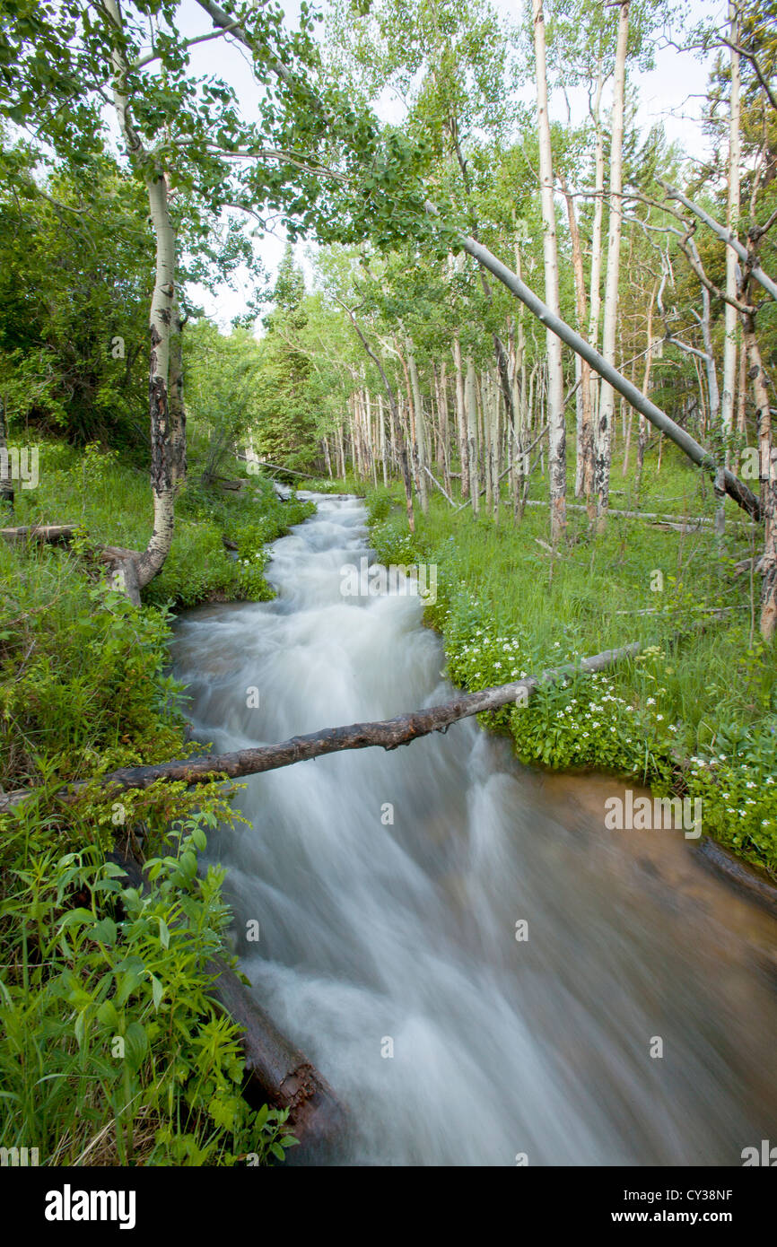 A stream flows through a forest in Colorado Stock Photo - Alamy