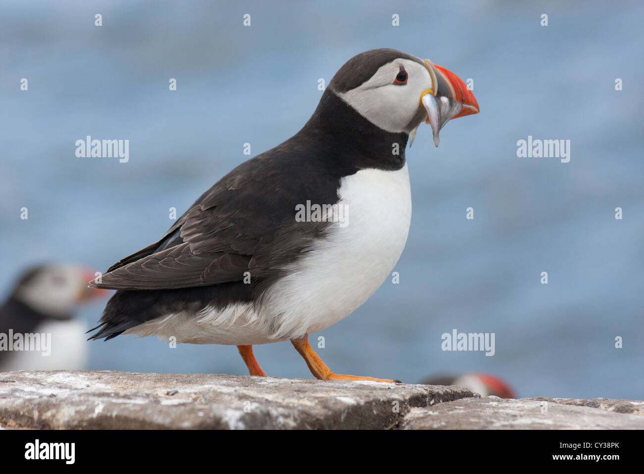 Puffin visitors farne islands hi-res stock photography and images - Alamy