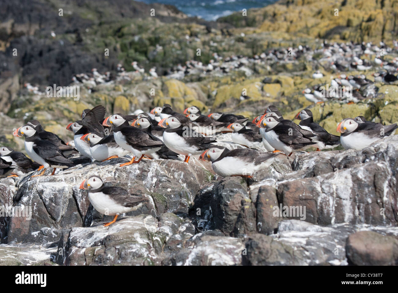 gmld 1607 8965 fratercula artica Puffins on Farnes Islands off ...