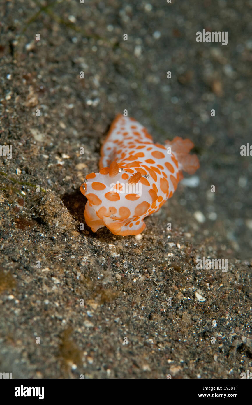 Orange Spotted Gymnodoris Nudibranch High Resolution Stock Photography ...