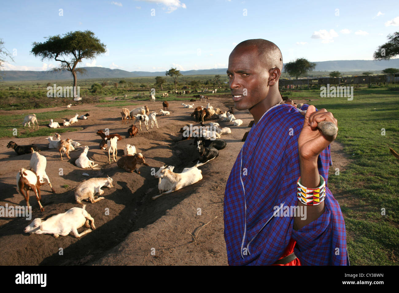 Herding cows farm hi-res stock photography and images - Alamy