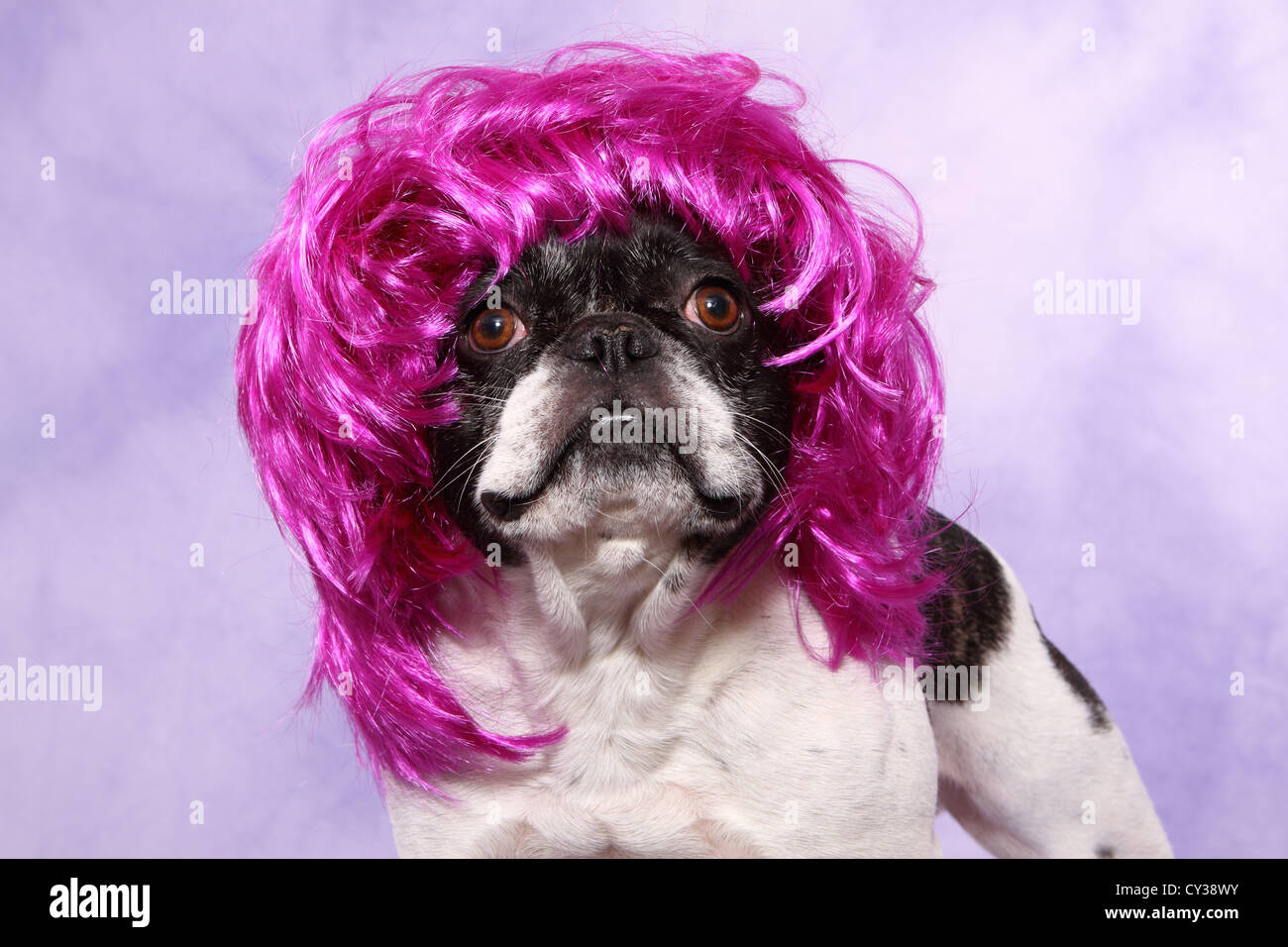 Dog dogs wigs hi-res stock photography and images - Alamy