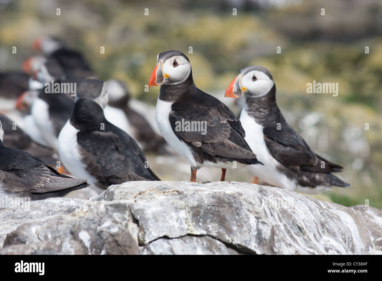 gmld1607 8974 fratercula artica Puffins on Farne Islands off Seahouses ...