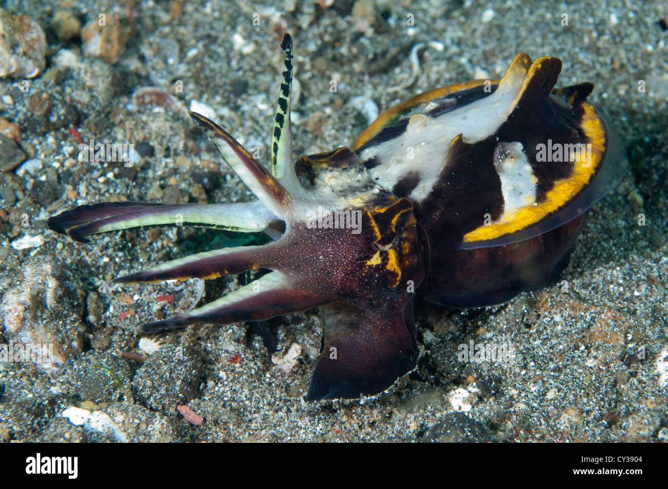 A Flamboyant Cuttlefish with arms extended in Lembeh Strait, North ...