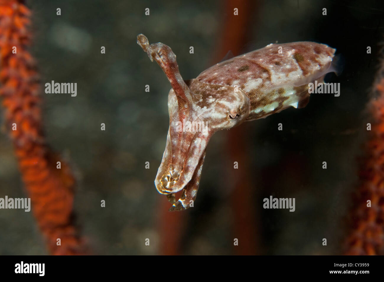 A Pygmy Cuttlefish with tentacles extended in Lembeh Strait, North ...