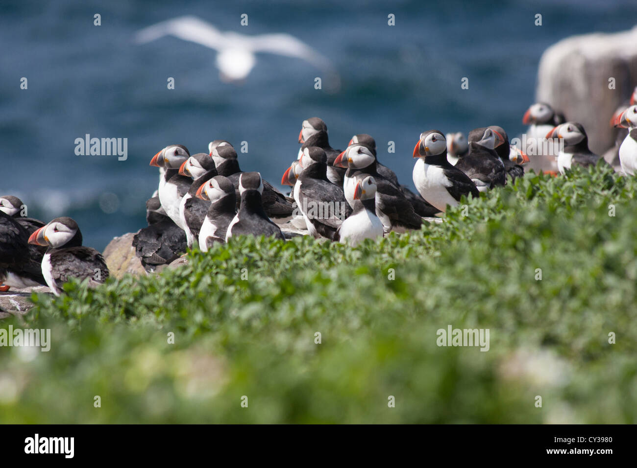 gmld1607 9176 fratercula artica Puffins on Farnes Islands off Seahouses ...