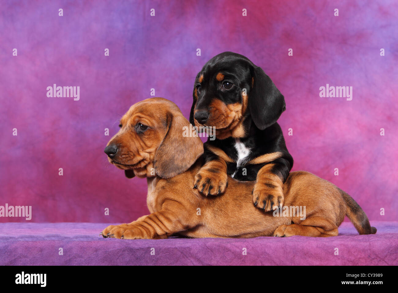 shorthaired Teckel puppies Stock Photo - Alamy