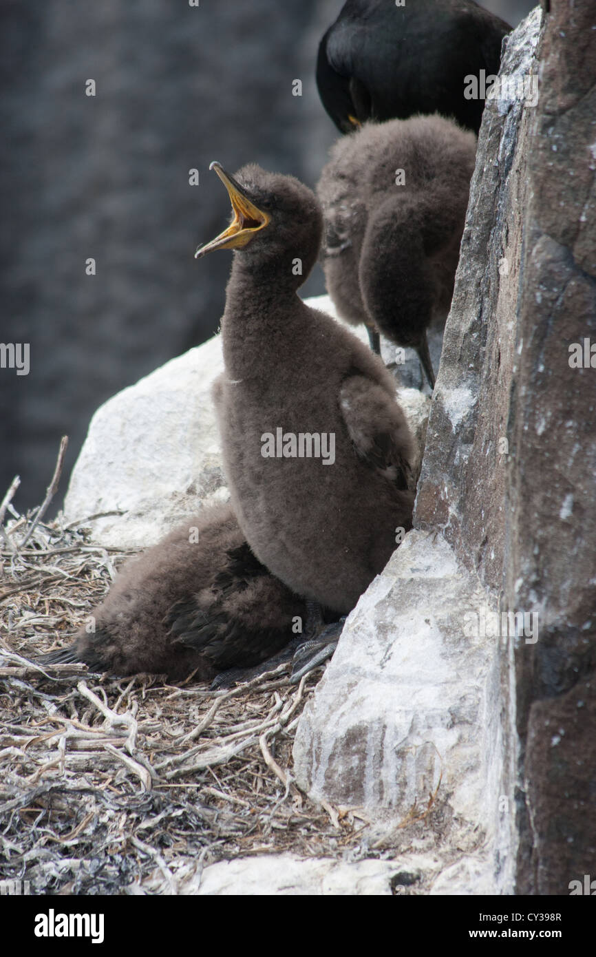 gmld1607 9191 phallocrocorax young shag on nest on Farne Islands off ...