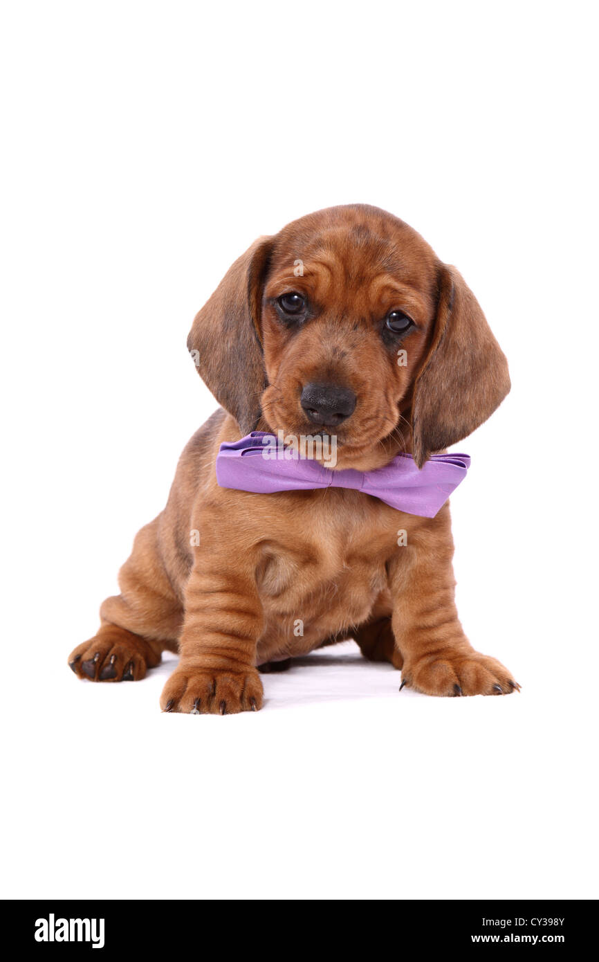 shorthaired Teckel puppy Stock Photo - Alamy