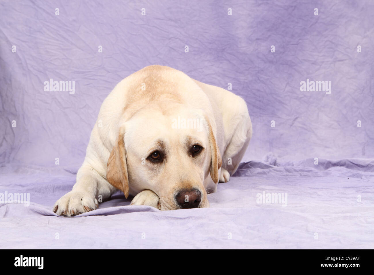 lying Labrador Retriever Stock Photo - Alamy