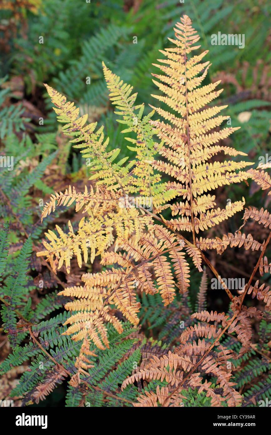 Abinger roughs hi-res stock photography and images - Alamy