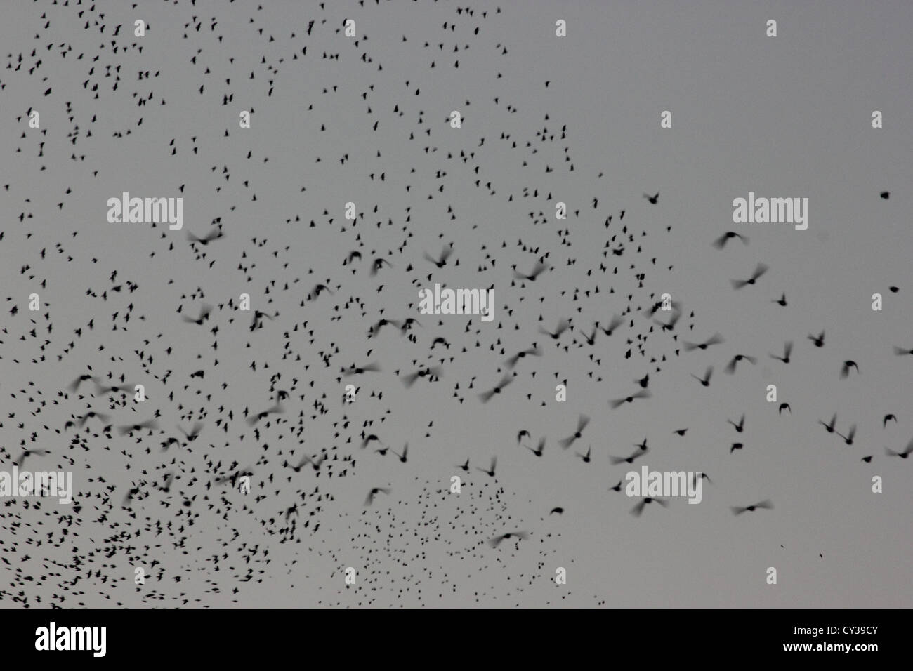 birds migrating, a beautiful sequence of birds migrating, Roma, Rome ...