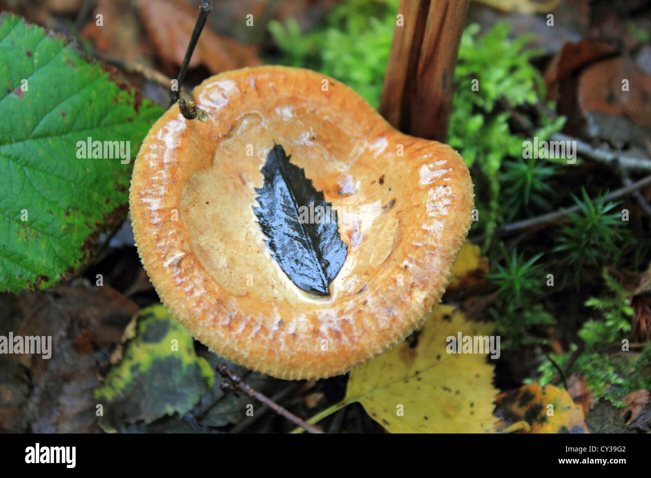 Abinger Roughs, nr Abinger Hammer Surrey England UK Stock Photo - Alamy