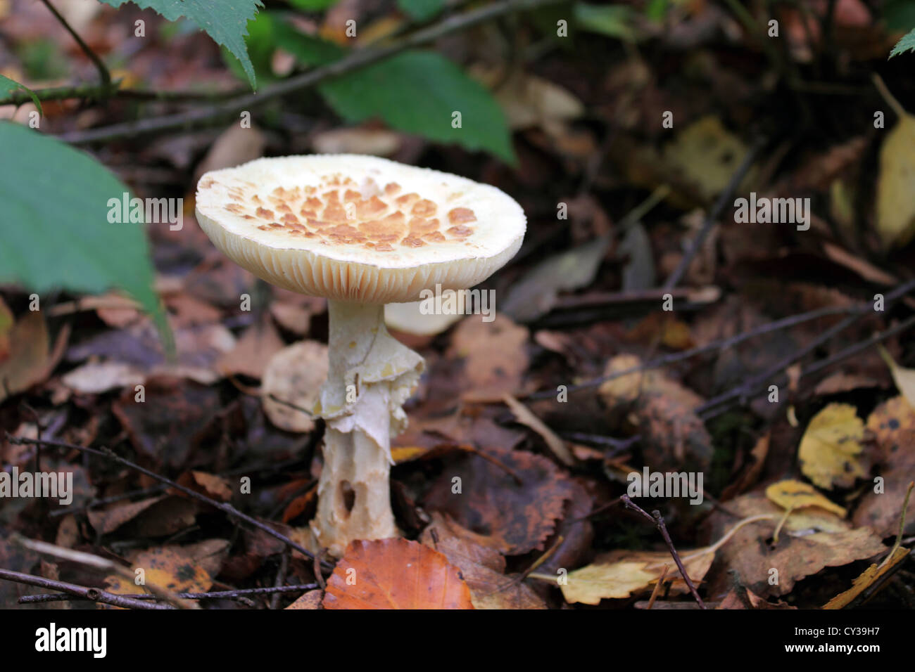 Abinger Roughs, nr Abinger Hammer Surrey England UK Stock Photo - Alamy