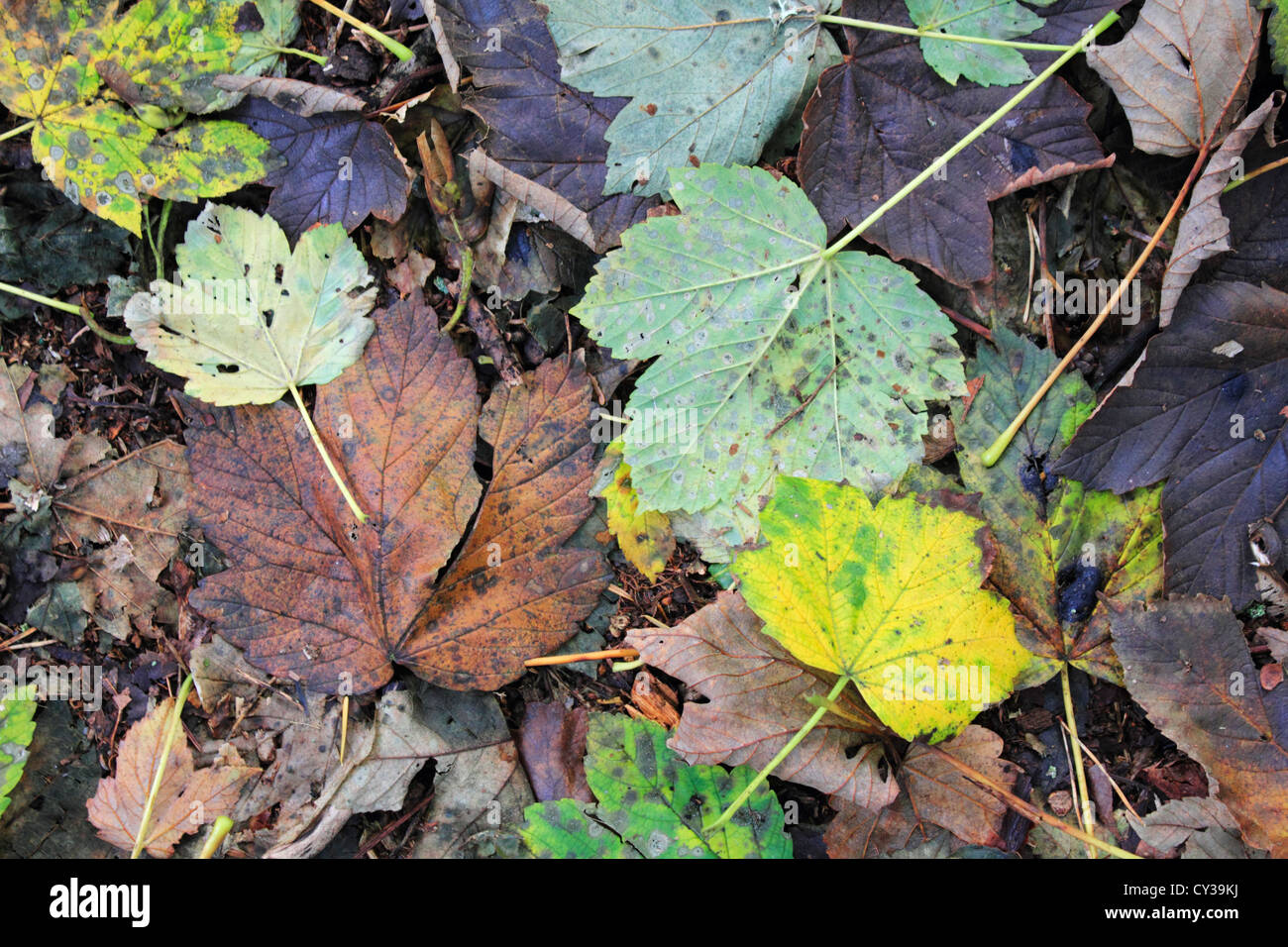 Abinger roughs hi-res stock photography and images - Alamy
