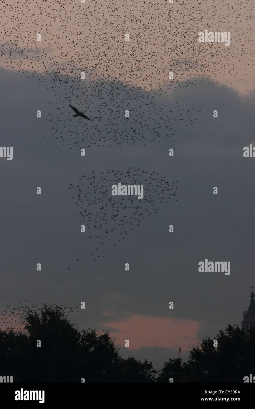 birds migrating, a beautiful sequence of birds migrating, Roma, Rome ...