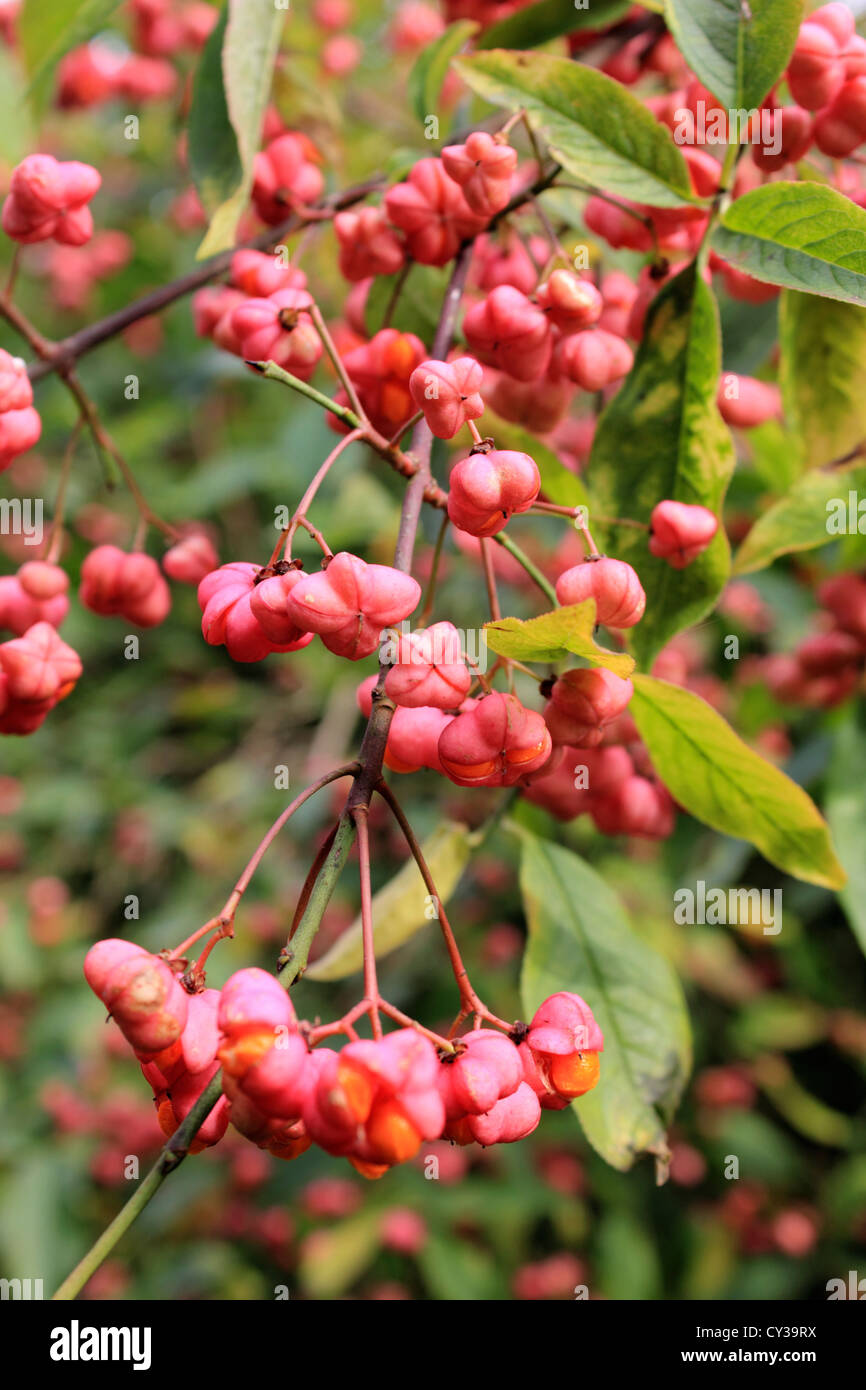 Pink berries of Euonymus europaeus, common name the spindle tree ,in ...