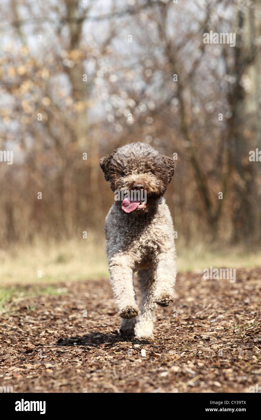 running Lagotto Romagnolo Stock Photo - Alamy