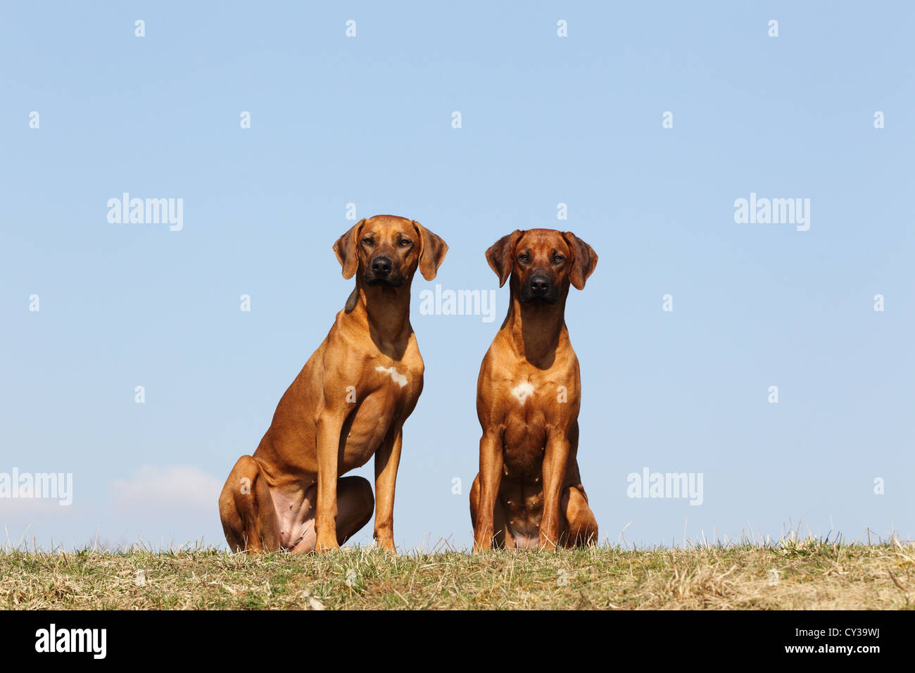 2 Rhodesian Ridgebacks Stock Photo - Alamy