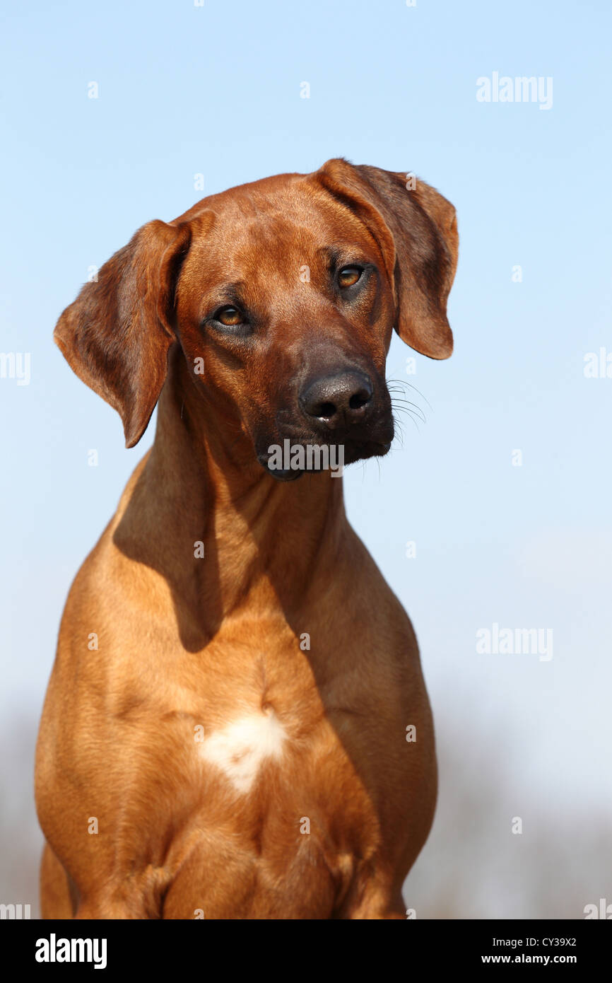 Rhodesian Ridgeback Portrait Stock Photo - Alamy