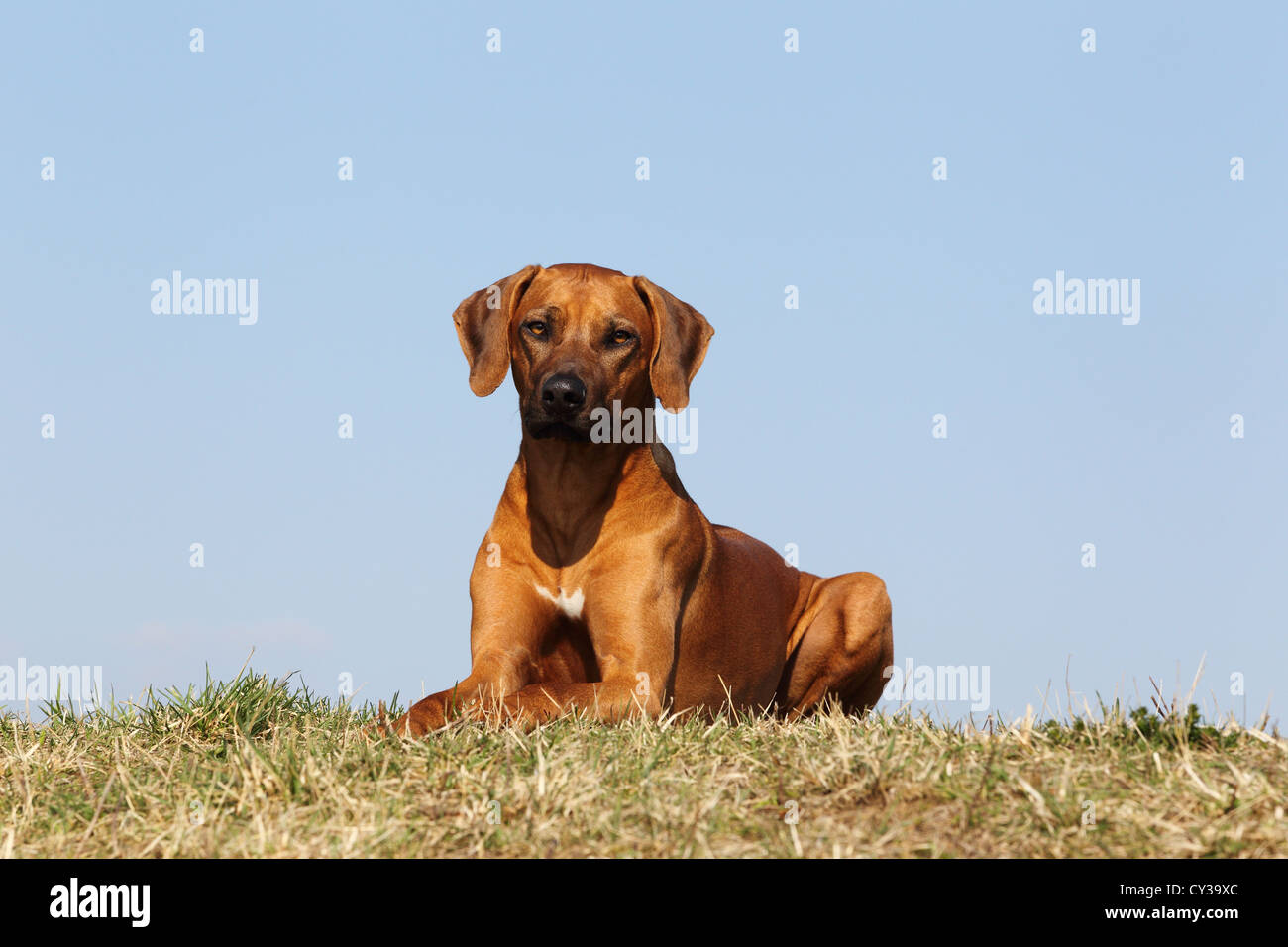 lying Rhodesian Ridgeback Stock Photo - Alamy