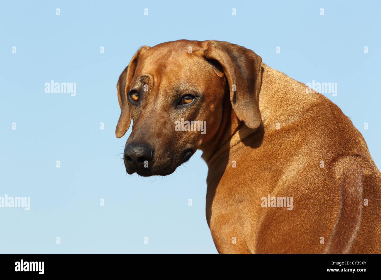 Rhodesian Ridgeback Portrait Stock Photo - Alamy