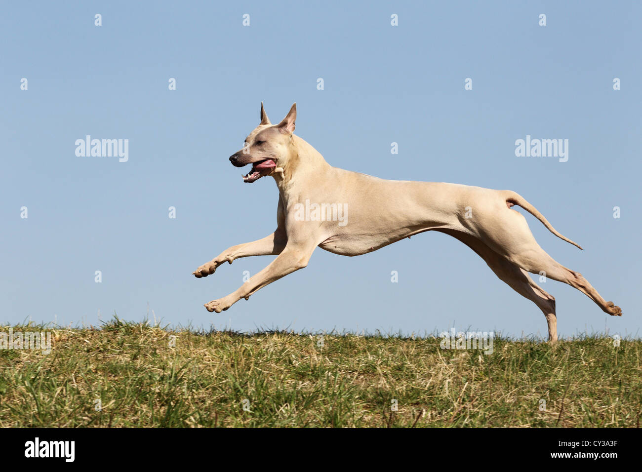 Thai Ridgeback Dog Stock Photo - Alamy