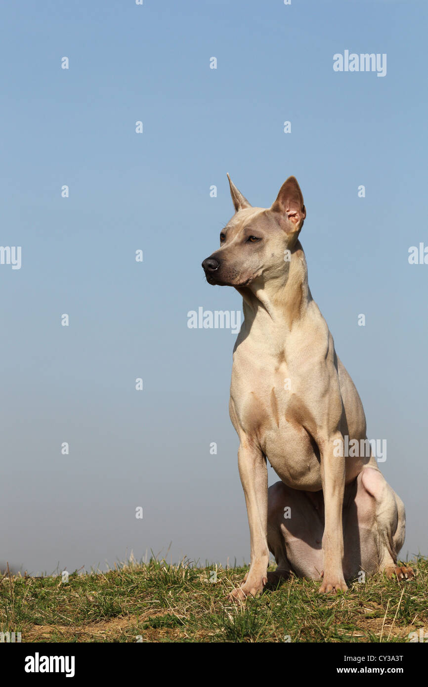 sitting Thai Ridgeback Dog Stock Photo - Alamy