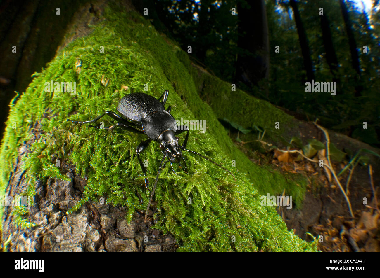 Calosoma inquisitor hi-res stock photography and images - Alamy