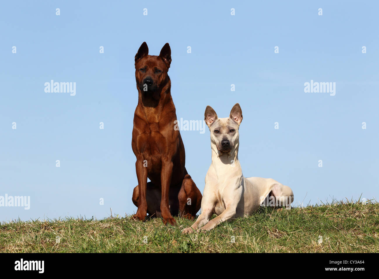 2 Thai Ridgeback Dogs Stock Photo - Alamy