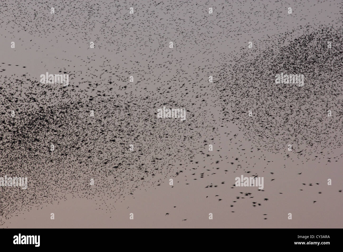 birds migrating, a beautiful sequence of birds migrating, Roma, Rome ...