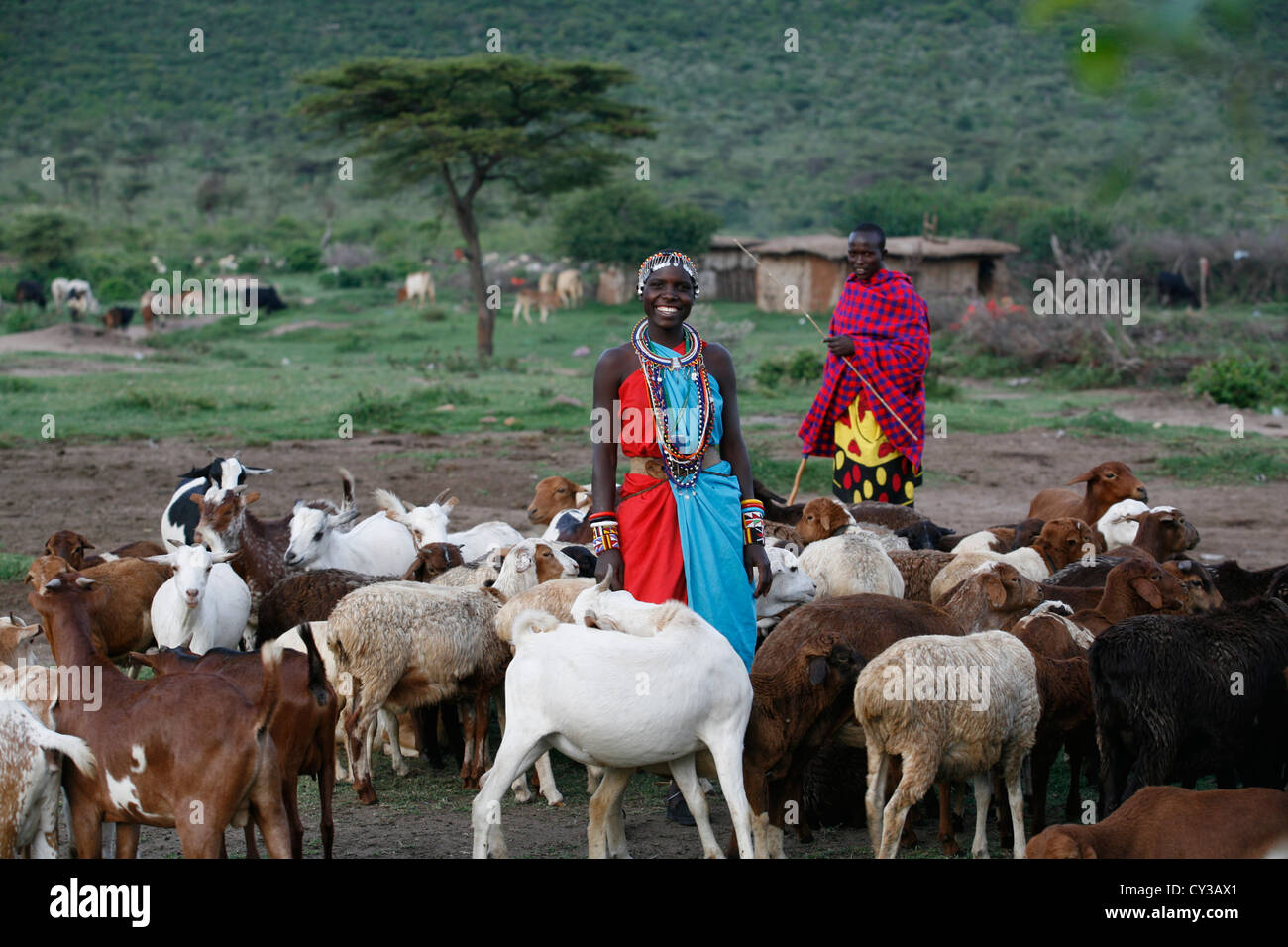 Maasai tribe in Kenyafarming, farm, agriculture, goat, goats, sheep ...