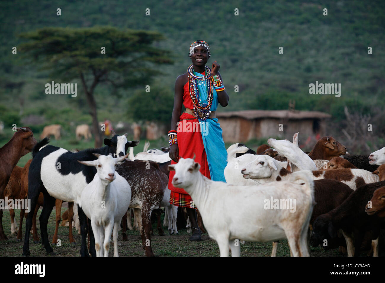 Maasai tribe in Kenyafarming, farm, agriculture, goat, goats, sheep ...