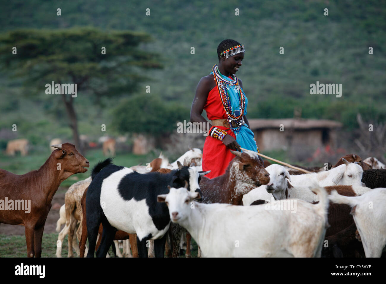 Maasai tribe in Kenyafarming, farm, agriculture, goat, goats, sheep ...