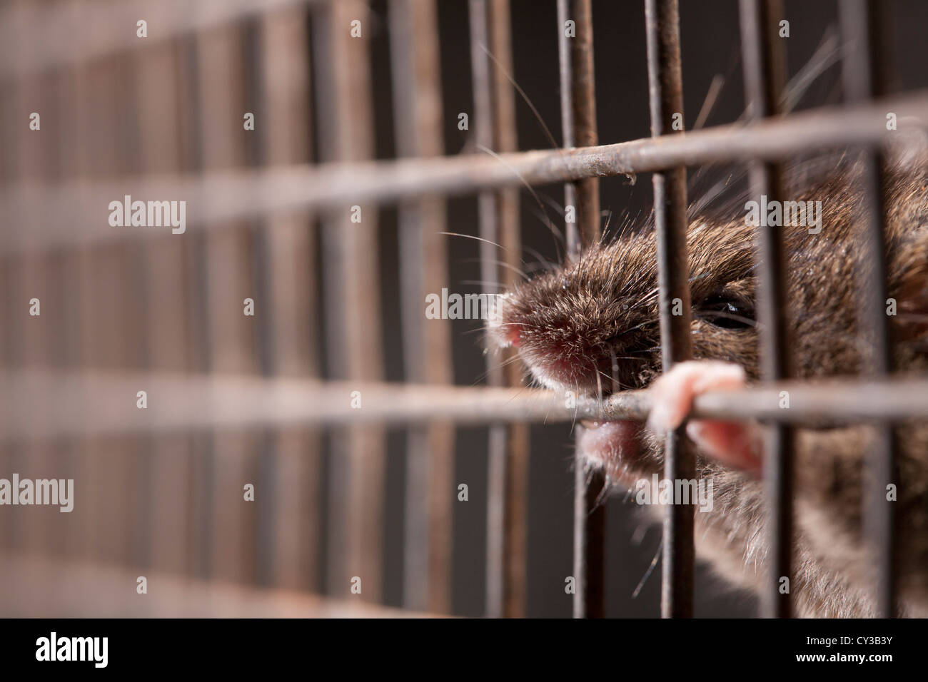 Mouse Gnawing High Resolution Stock Photography and Images - Alamy