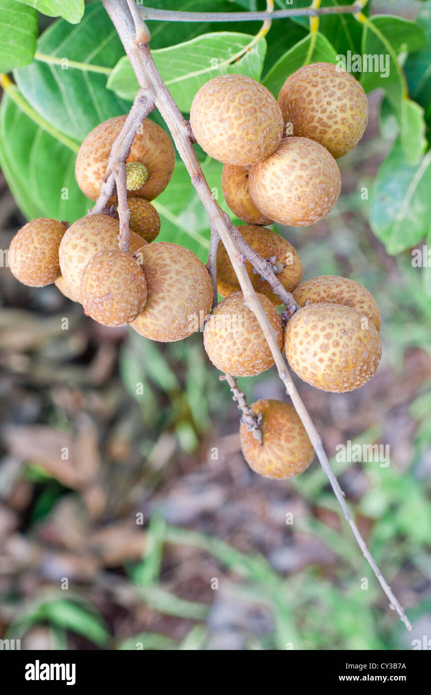 Longan on the green tree Stock Photo - Alamy