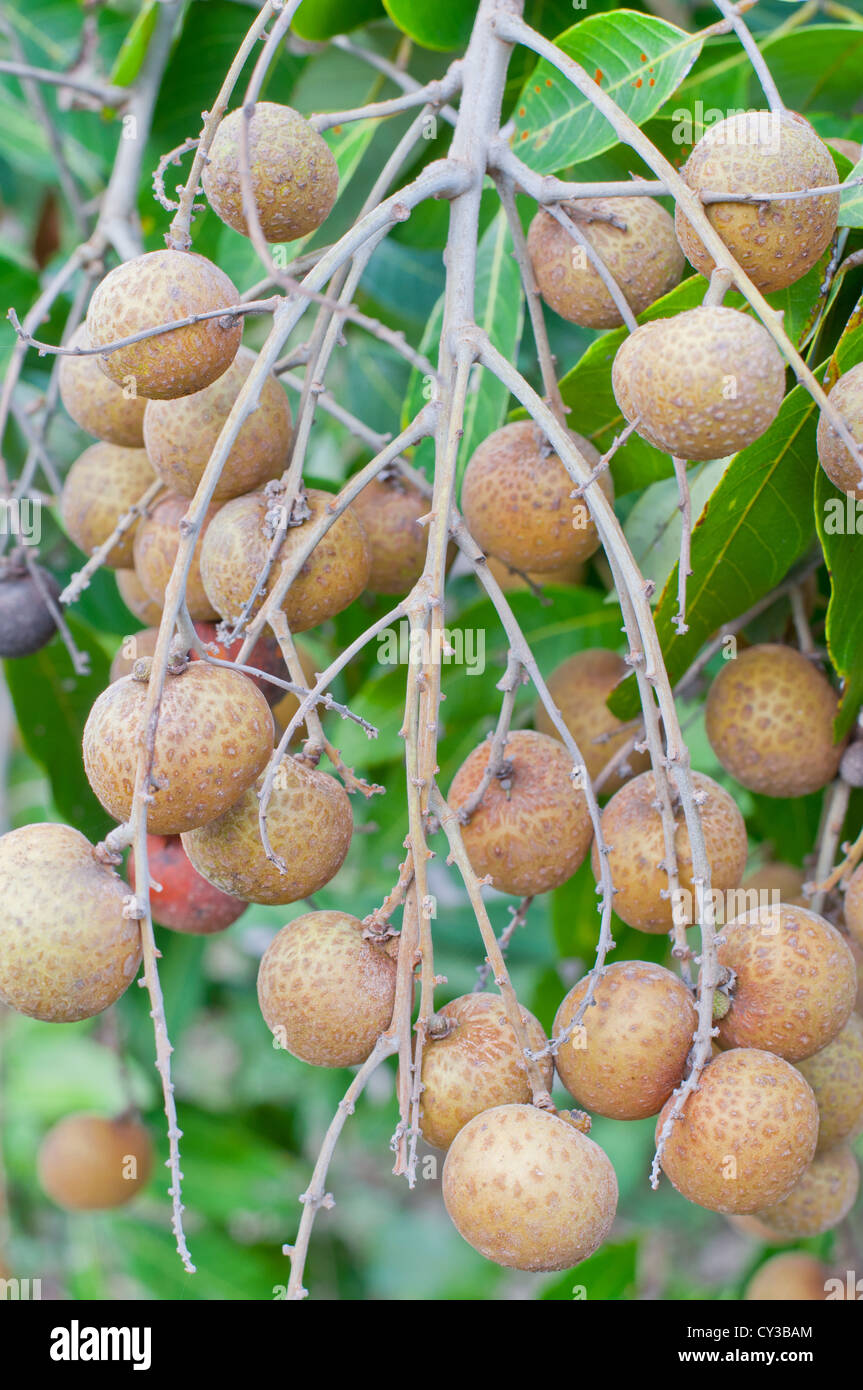 Longan on the green tree Stock Photo - Alamy
