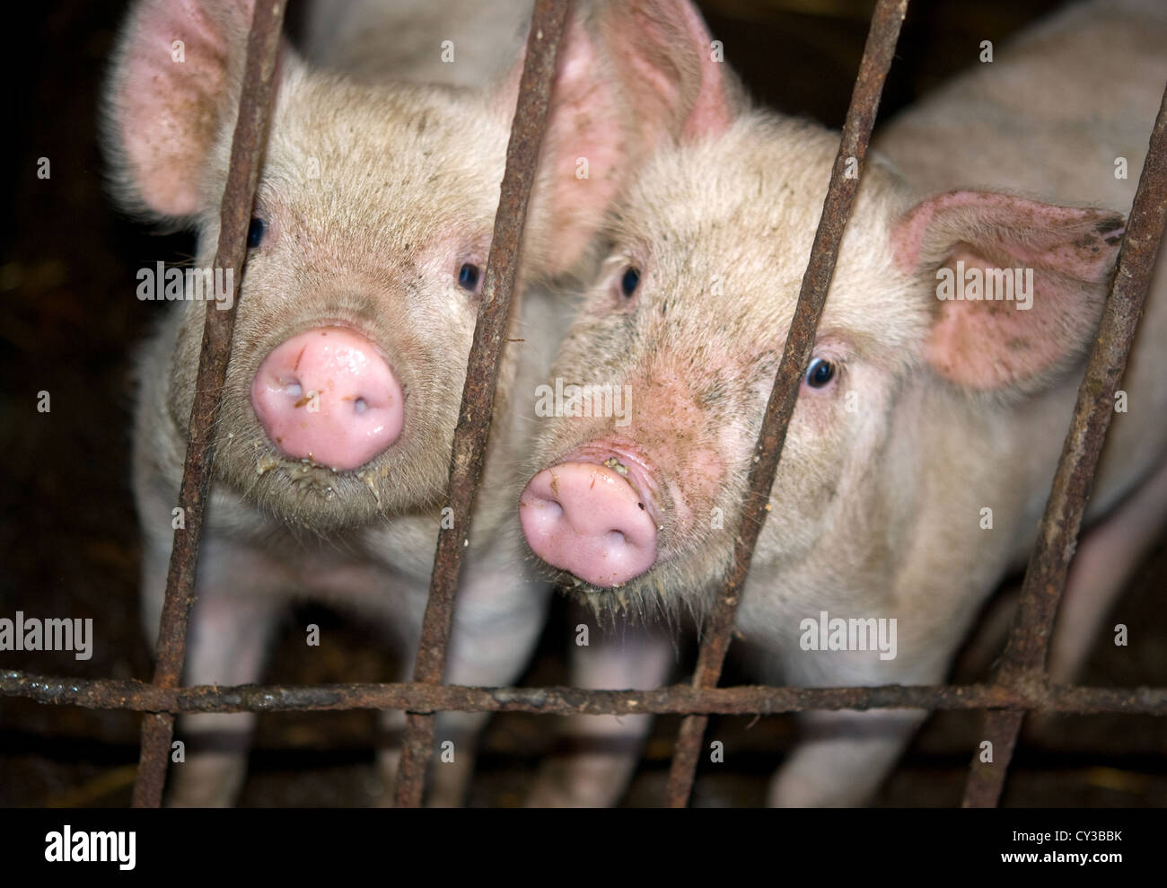 curious pigs at cage Stock Photo - Alamy